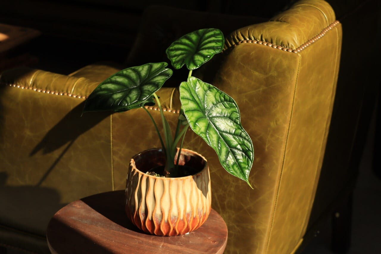 Alocasia Dragon Scale - Ø10,5 cm - House of Botanique