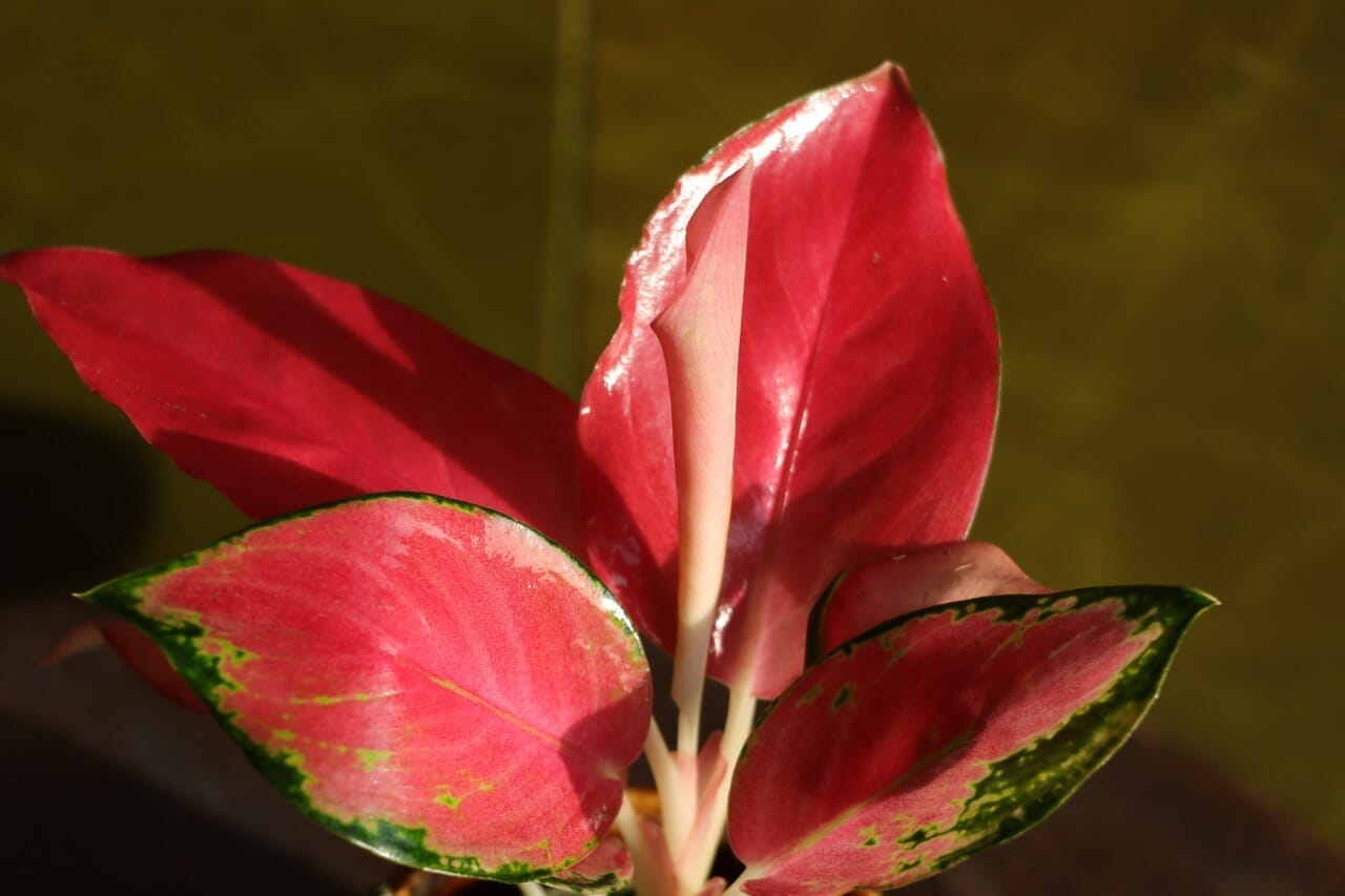 Aglaonema Red Dragon - Ø6 cm - House of Botanique
