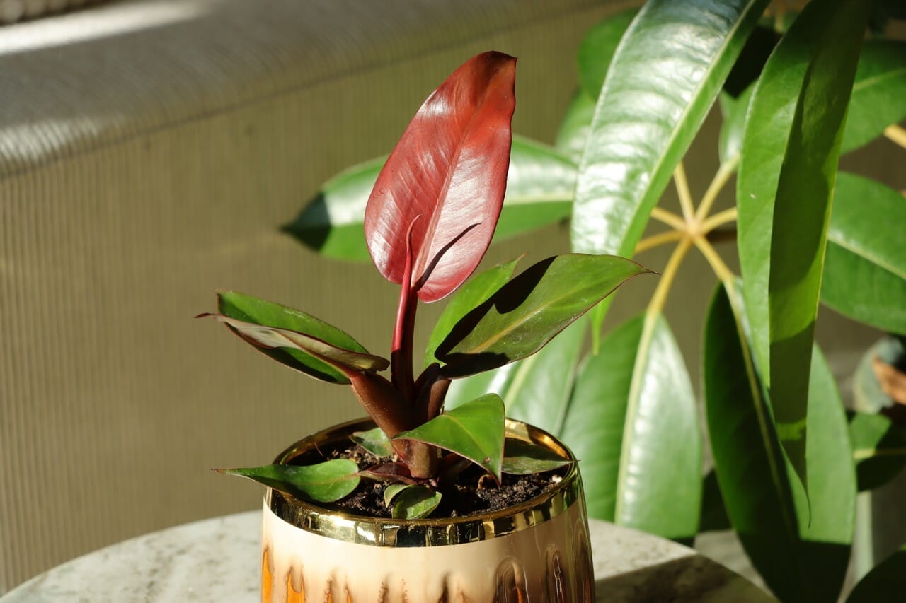 Philodendron Red Sun - Ø12 cm - House of Botanique