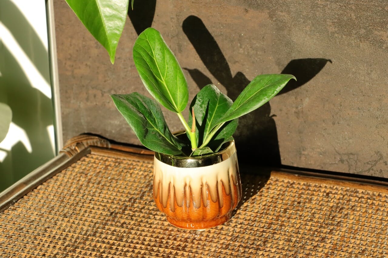 Ficus Audrey - Indian Figen - Ø6 cm - House of Botanique