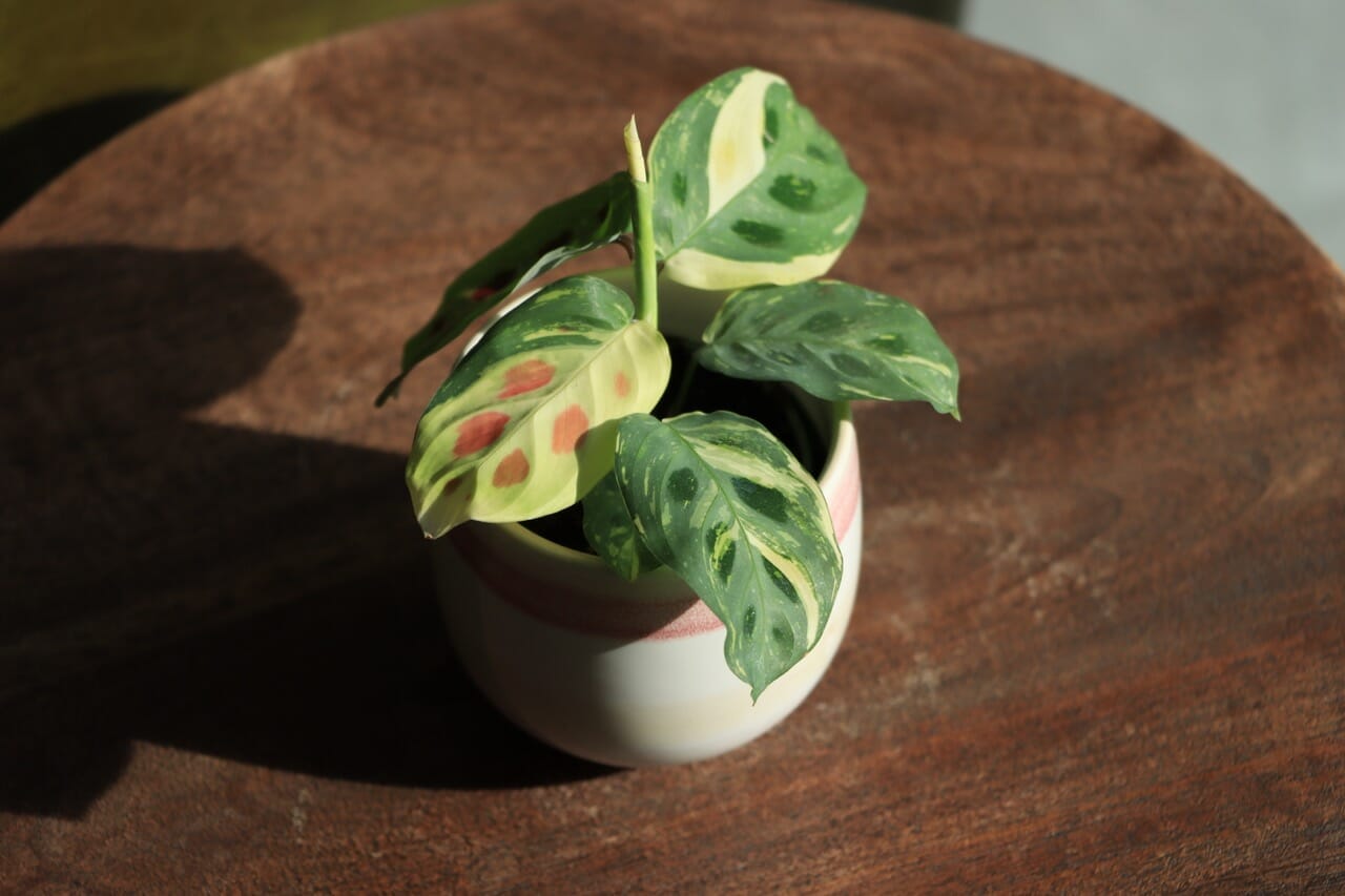 Maranta Leuconeura Raspberry Variegata Intense - Ø6 cm - House of Botanique