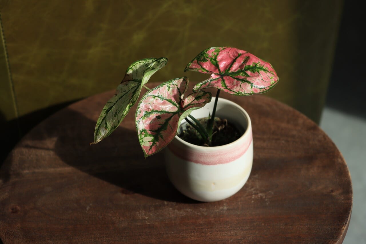Caladium Purple Light - Ø6 cm - House of Botanique