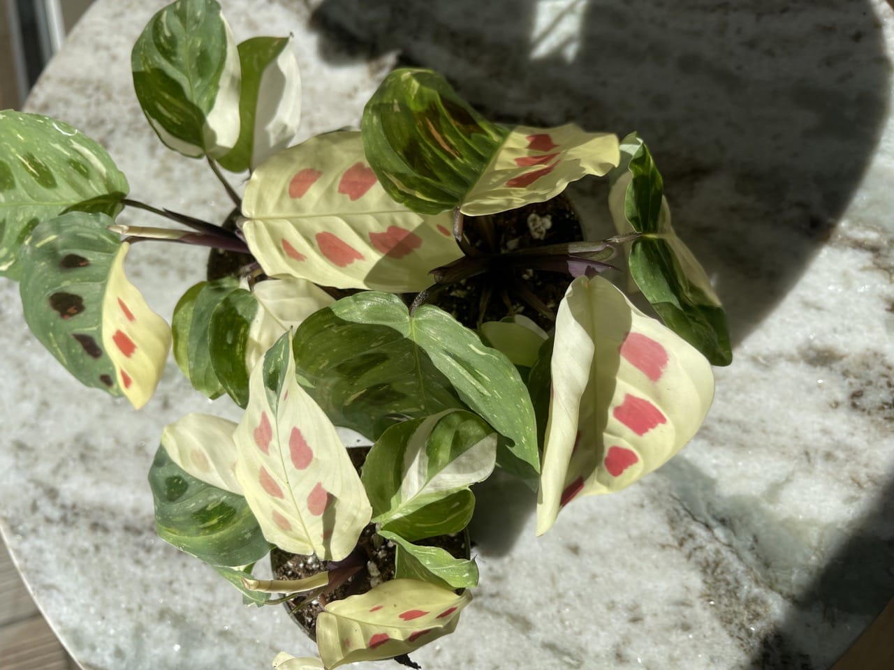 Maranta Leuconeura Raspberry Variegata Extraordinary - Ø6 cm - House of ...