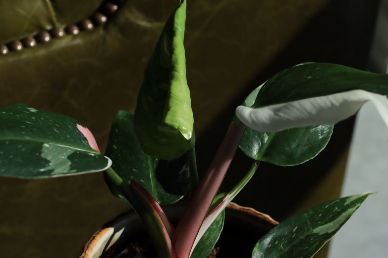 Philodendron White Princess Tricolor - Ø 12cm - House of Botanique