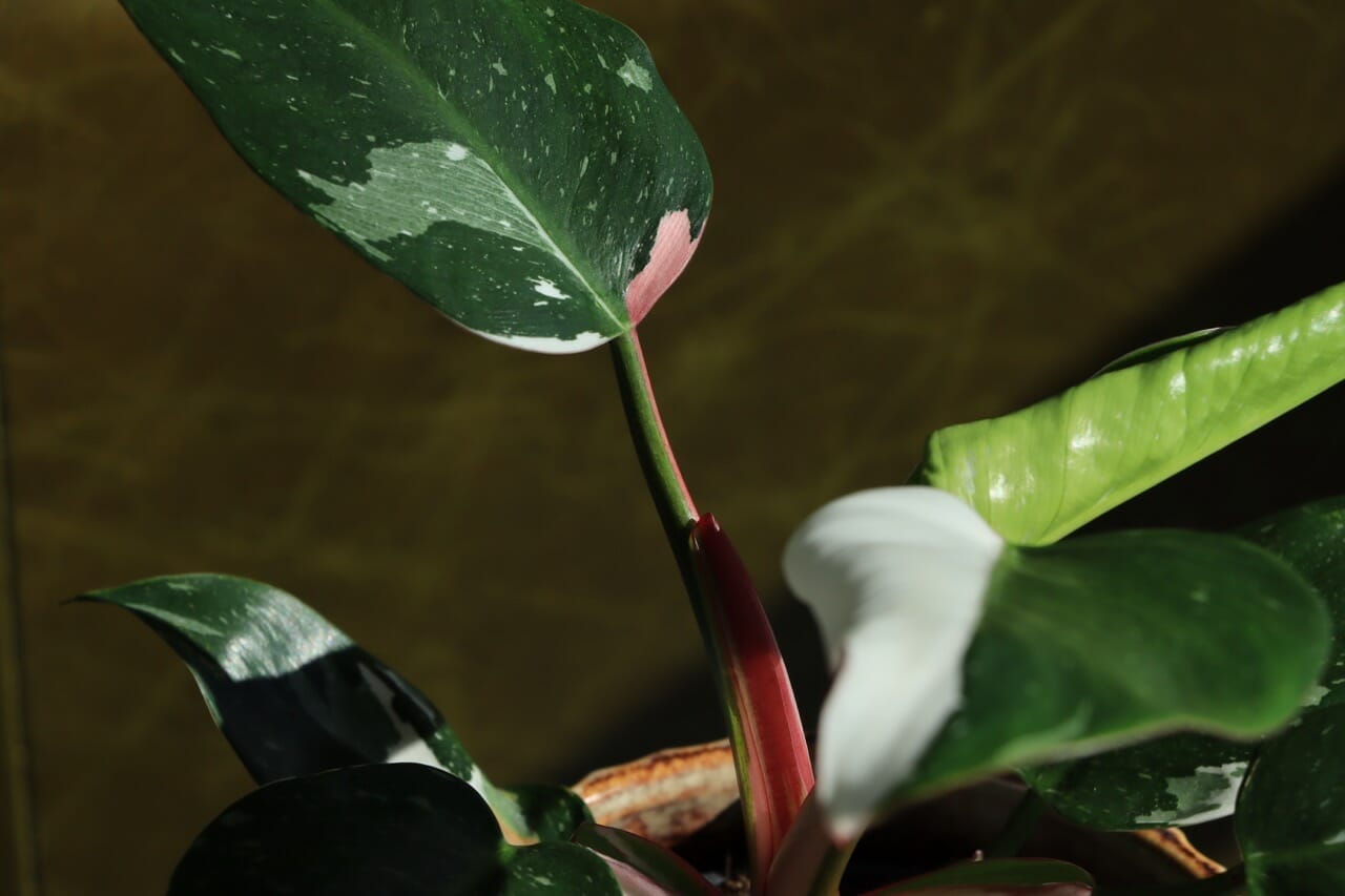 Philodendron White Princess Tricolor - Ø 12cm - House of Botanique