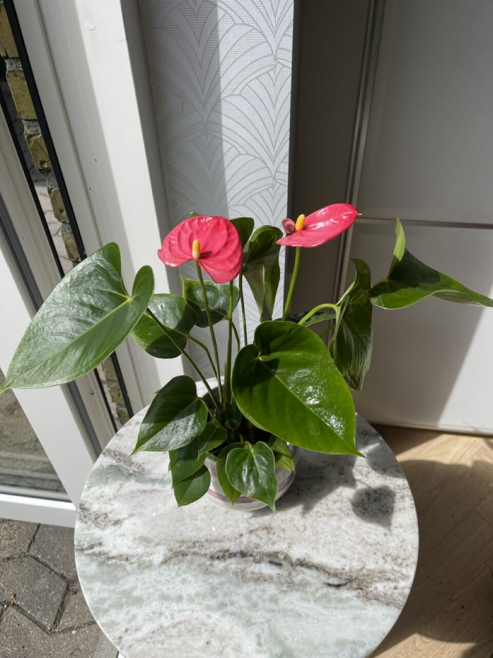 Anthurium Andraeanum Pink - Ø 10,5cm - House of Botanique