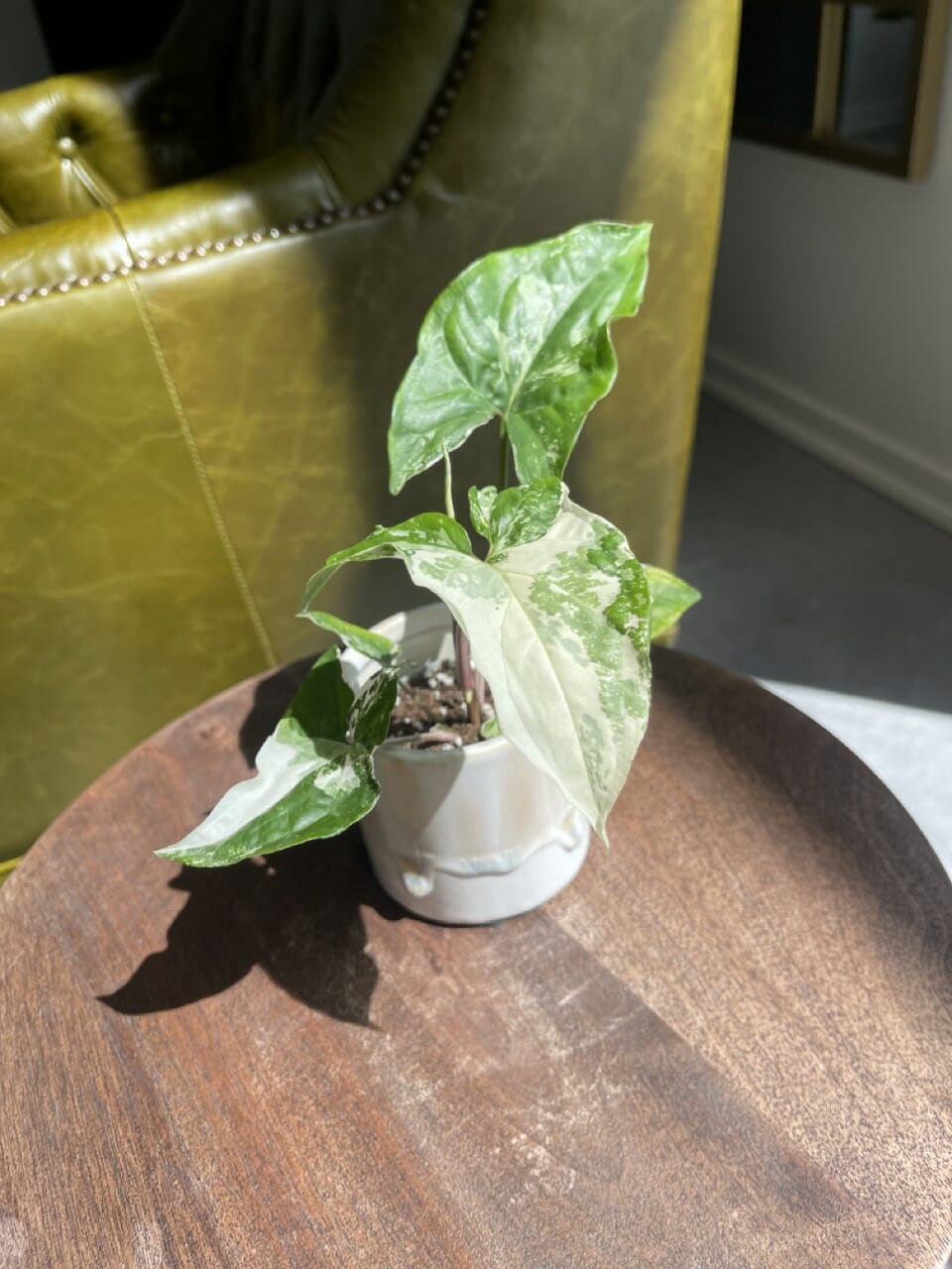 Syngonium – House of Botanique