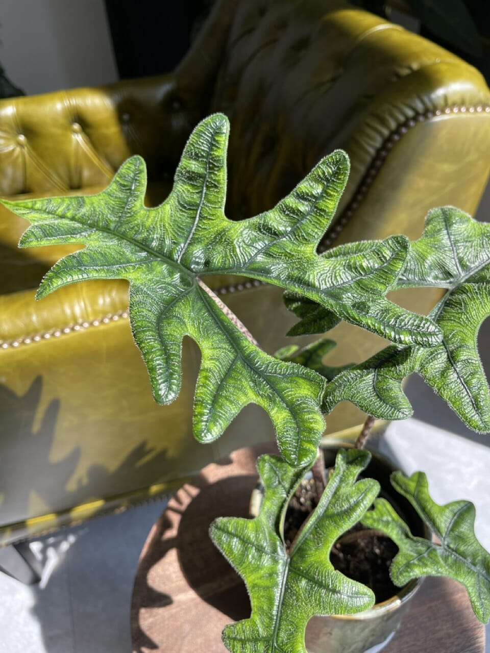 Alocasia Jacklyn - Ø 12cm - House of Botanique