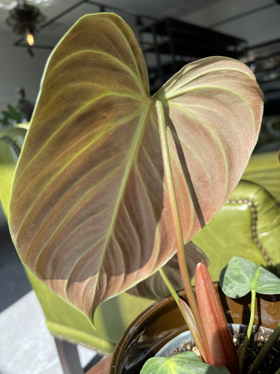 Philodendron El Choco Red - Ø 12cm - House of Botanique