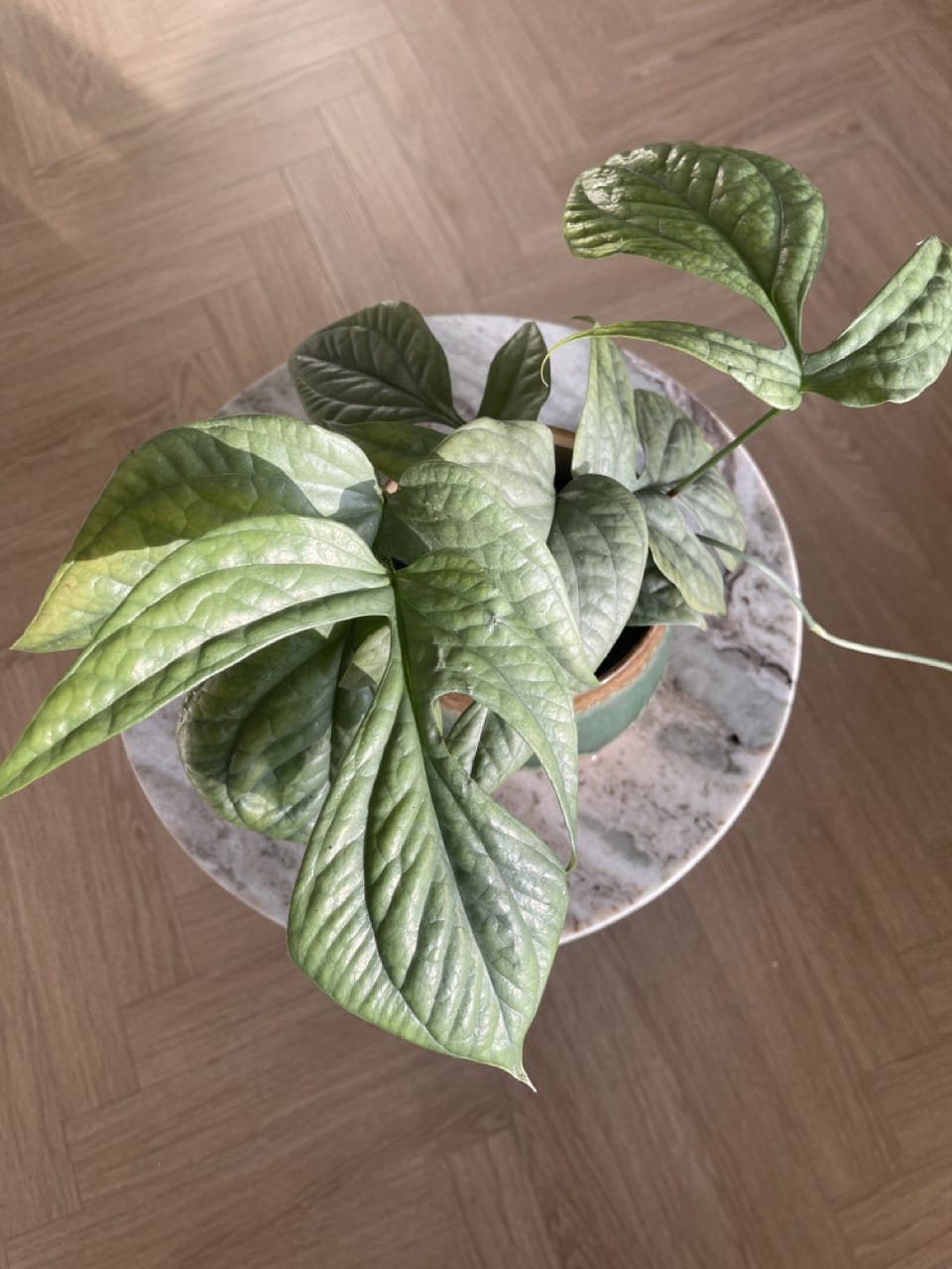 Monstera Amydrium Medium Silver - Ø 12cm - House of Botanique