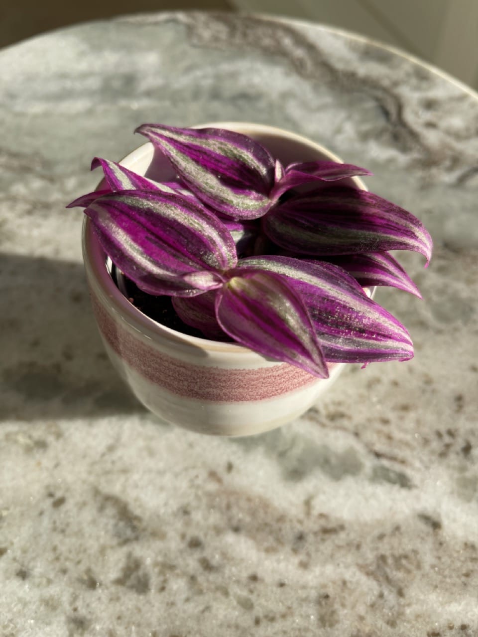 Tradescantia Pink Paradise - Ø 6cm - House of Botanique