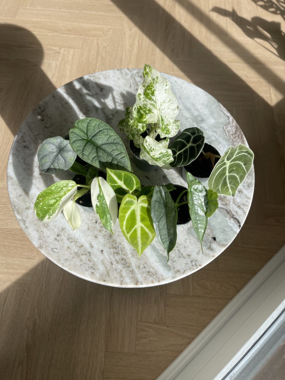 TheLittlePlantFam Plant BOX 2.0 - House of Botanique