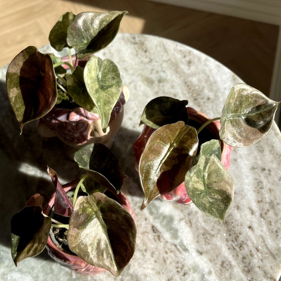 Alocasia Cuprea 'Red Secret' Pink Variegata – Ø6 cm - House of Botanique