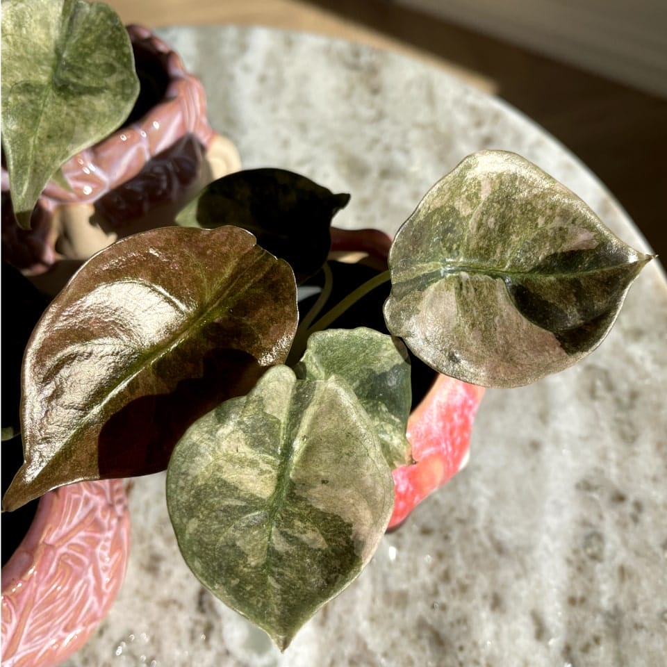 Alocasia Cuprea 'Red Secret' Pink Variegata – Ø6 cm - House of Botanique