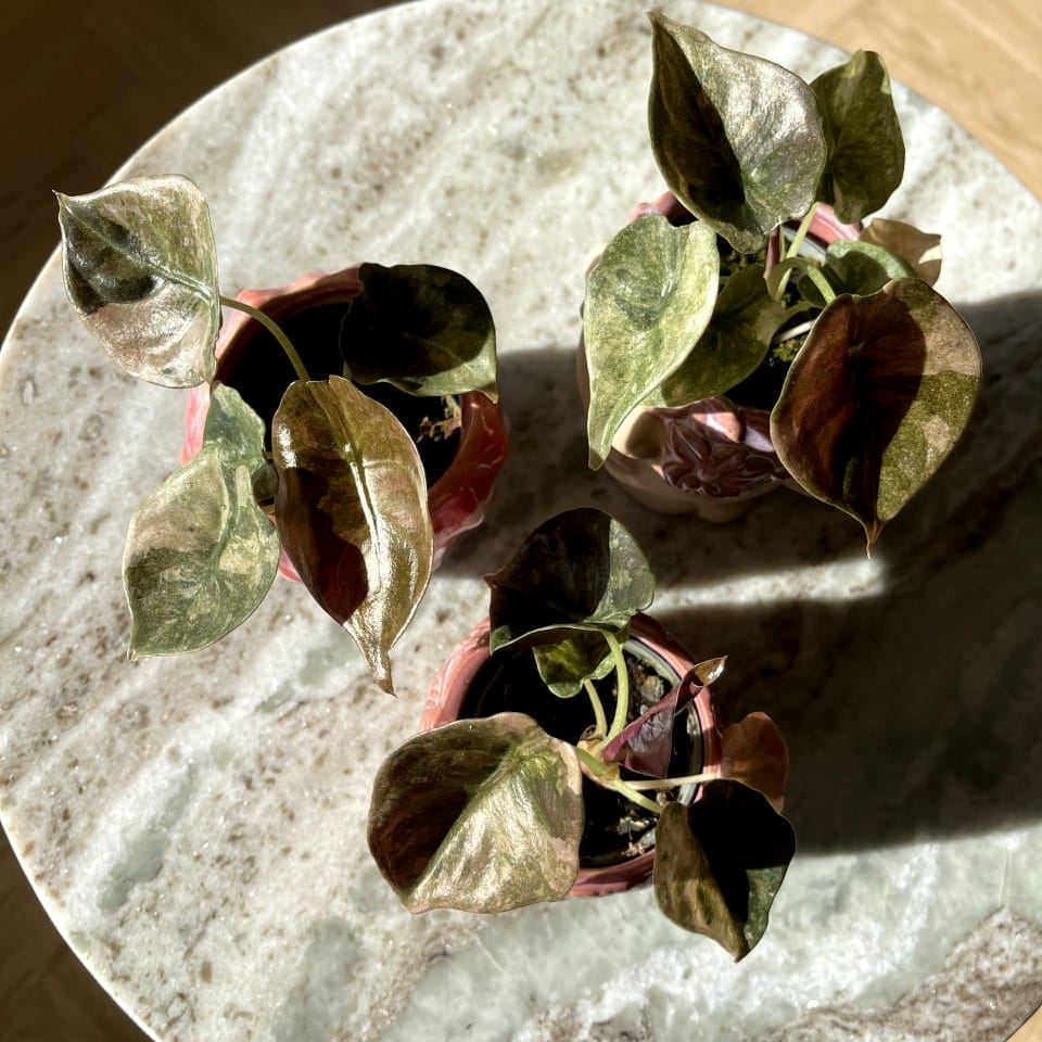 Alocasia Cuprea 'Red Secret' Pink Variegata – Ø6 cm - House of Botanique