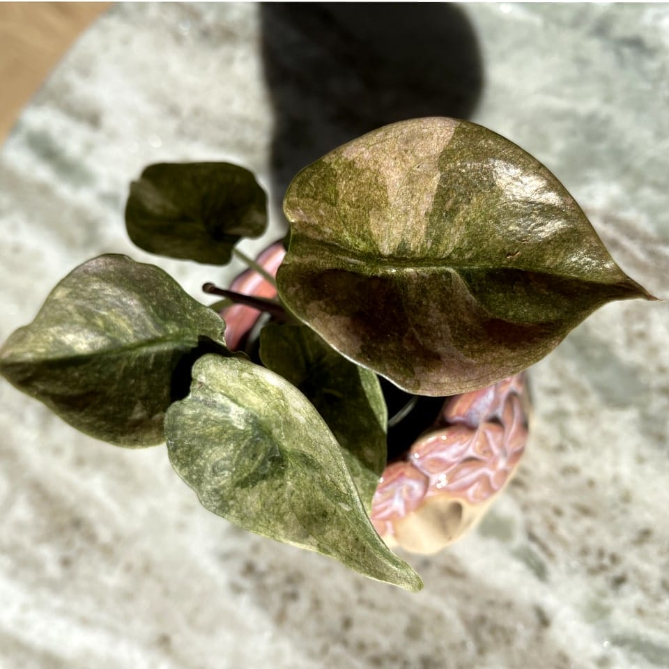 Alocasia Cuprea 'Red Secret' Pink Variegata – Ø6 cm - House of Botanique