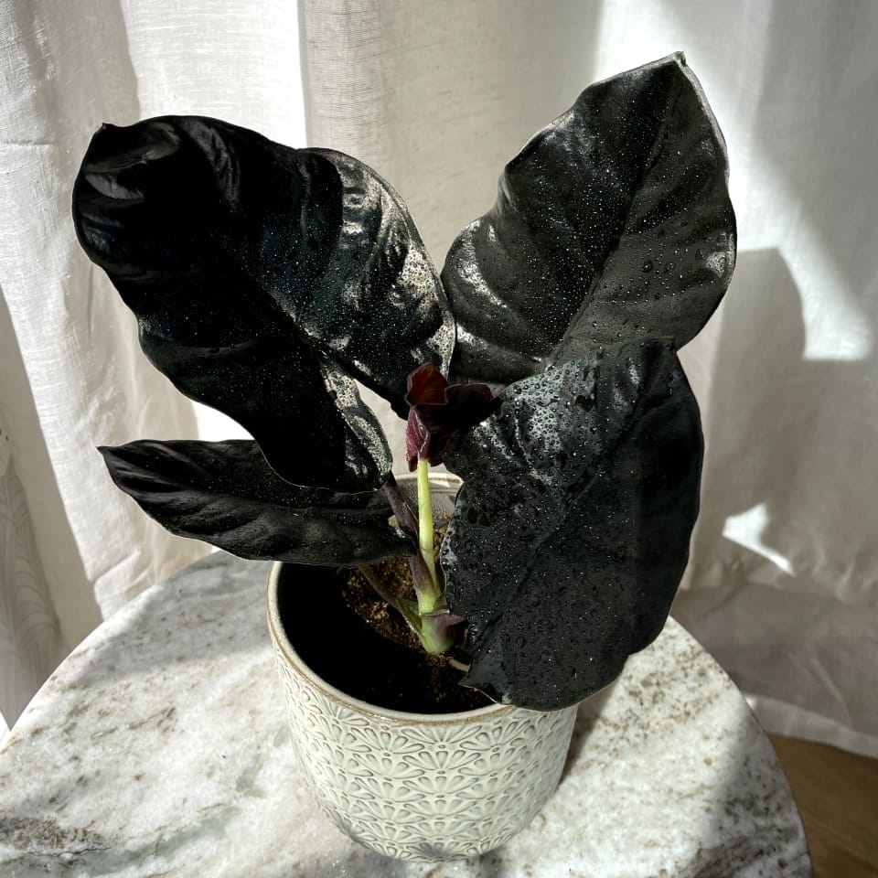Alocasia Infernalis 'Black Magic' – Ø 12 cm - House of Botanique