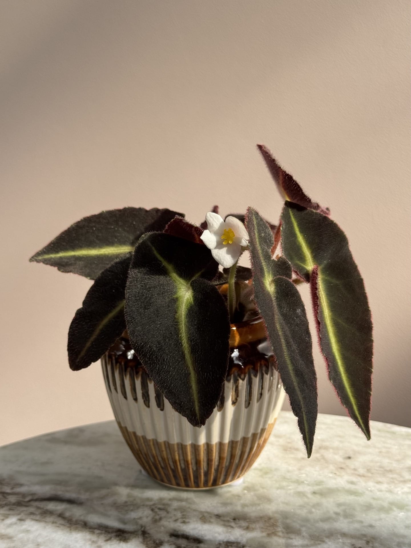Begonia Listada – Ø 6 cm - House of Botanique