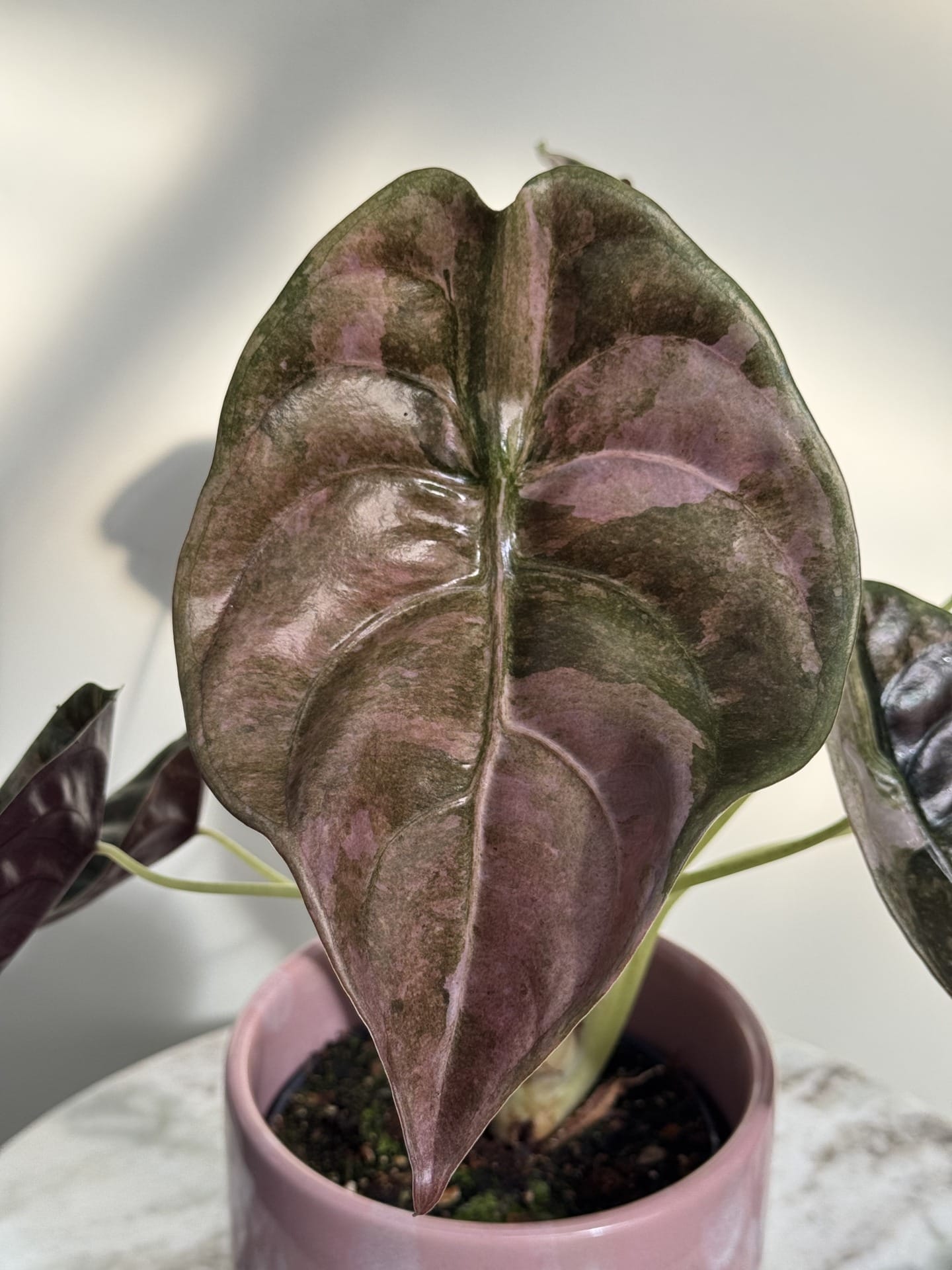 Alocasia Cuprea 'Red Secret' Pink Variegata – Ø 12 cm - House of Botanique