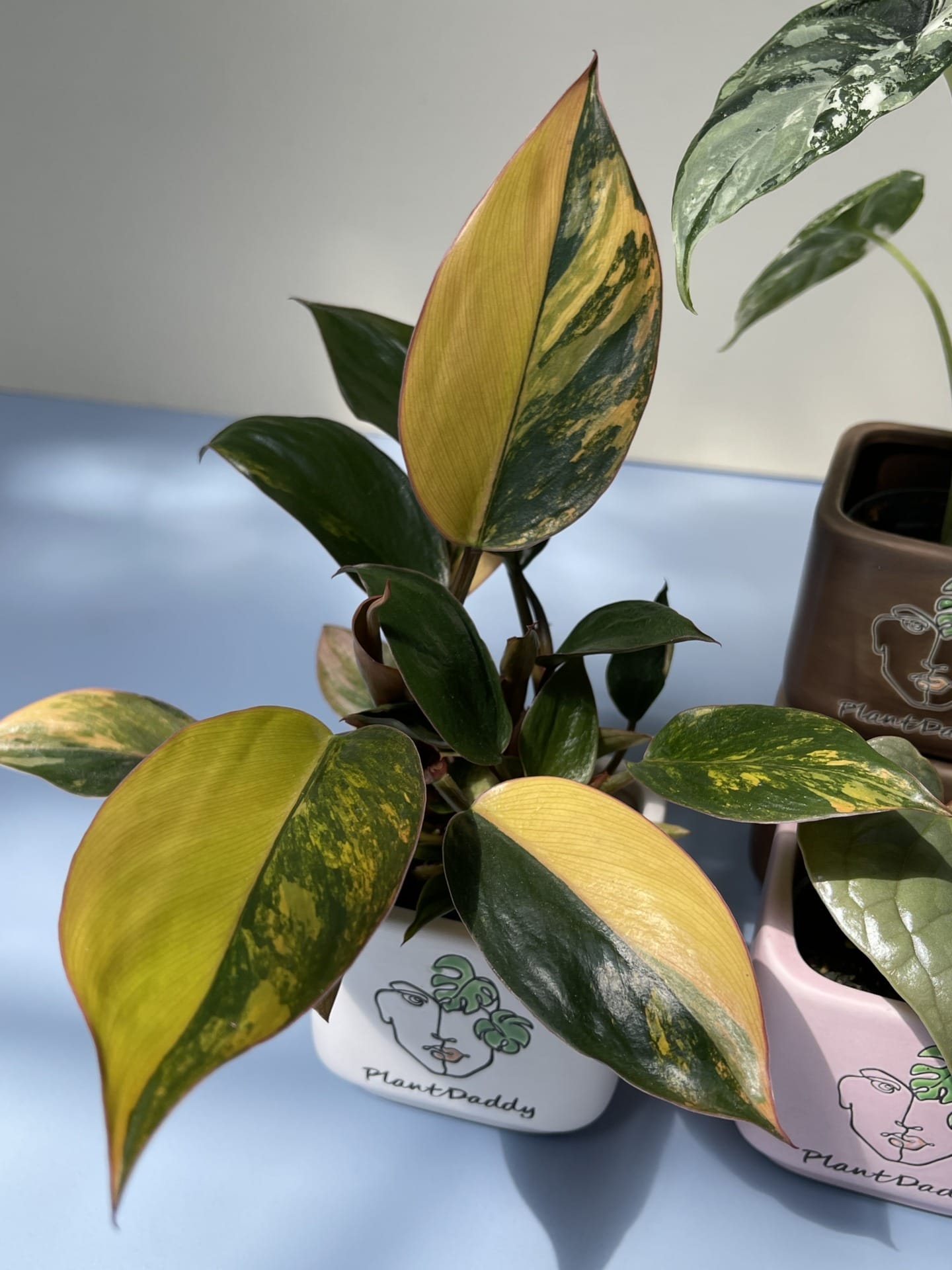 Philodendron Red Congo Variegata – Ø 6 cm - House of Botanique
